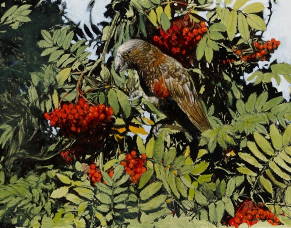 Ray Ching’s sumptuous new book of New Zealand bird paintings – New ...