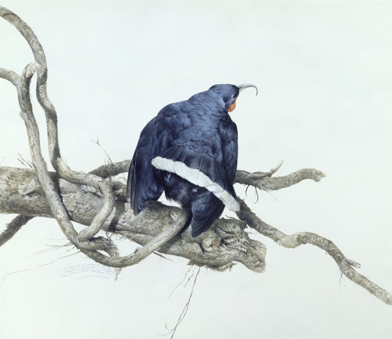 Ray Ching: the huia & our tears – New Zealand Arts Review