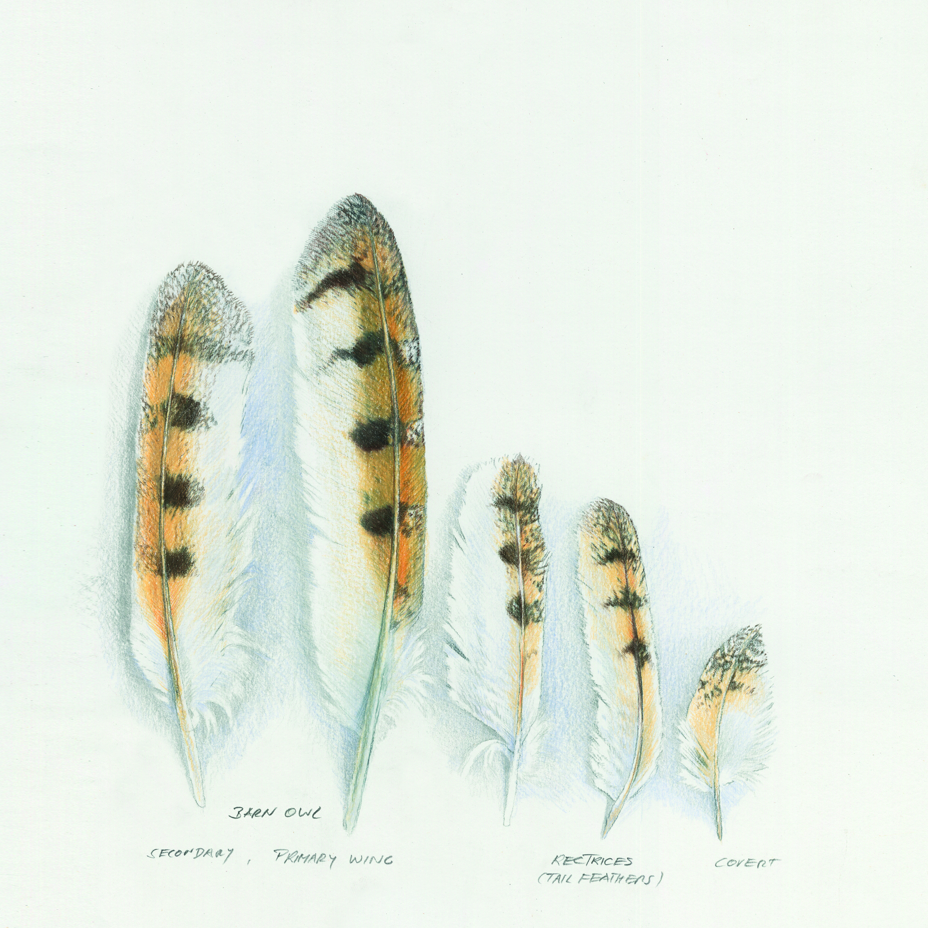 Feathers of Aotearoa: The colours and designs of New Zealand birds ...
