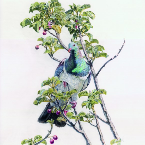 Feathers of Aotearoa: The colours and designs of New Zealand birds ...